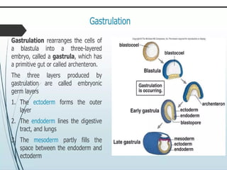 zyu 4302 group 2.pptxgshfdfgshgsghshhfhshfghs | PPT